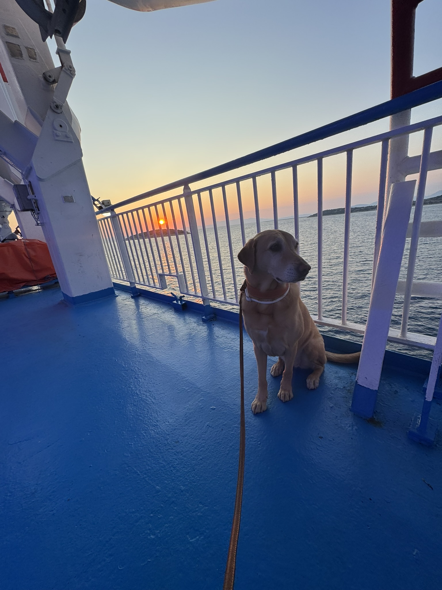 DEFRA-Approved Pet Transport | UK & Europe | Pet Transporters