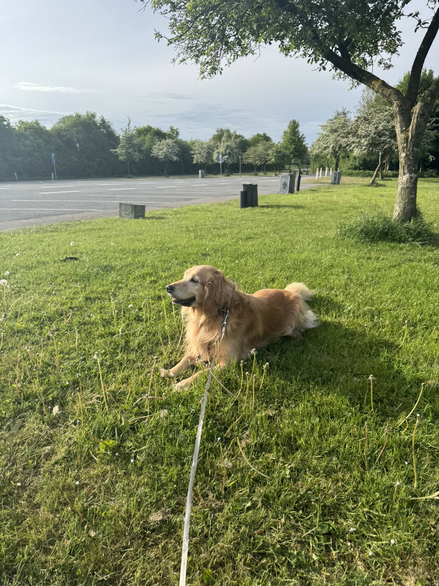 DEFRA-Approved Pet Transport | UK & Europe | Pet Transporters