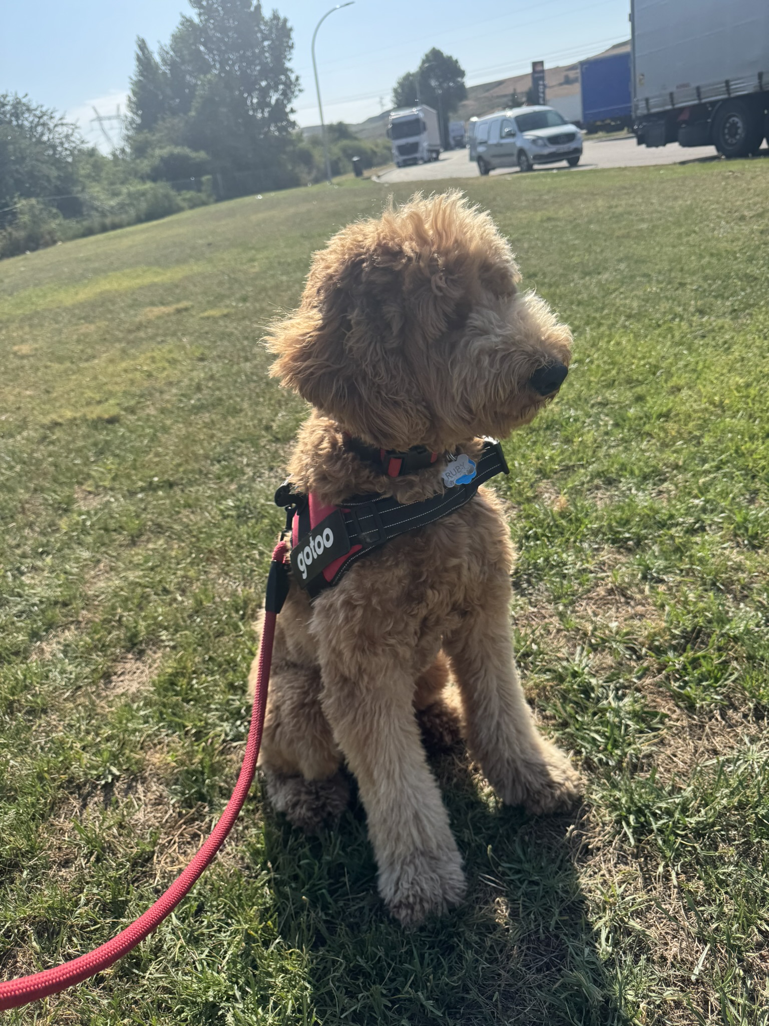 DEFRA-Approved Pet Transport | UK & Europe | Pet Transporters