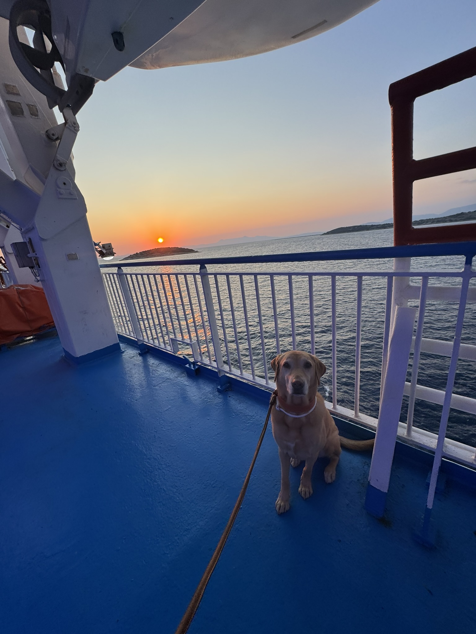 DEFRA-Approved Pet Transport | UK & Europe | Pet Transporters